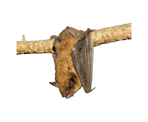 Bat Removal, Charlotte, NC | A-1 Wildlife Control